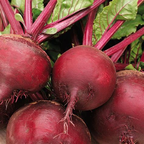 Ruby Queen Beet