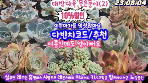 대박다육2묵둥이 10할인다빈치코드레드탄레몬스위티휴밀리스둥근잎문스톤글램핑크아모르실루엣핑크에이스금화이트팜샤롤로즈알사탕 Youtube