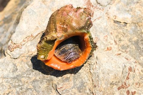 Premium Photo | Live rapan on the stone closeup