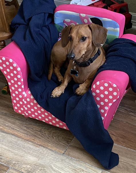 Buster Just Enjoying His Throne 😂😂 R Dachshund