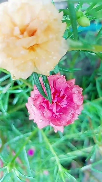 দোয়াটি পড়লে কিংবা শুনলে জীবনের সকল গুনাহ মাফ হয়ে যাবে Islamicvideo