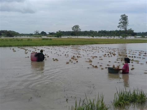 186 Hektar Sawah Di Jatim Gagal Panen Akibat Terendam Banjir Suara
