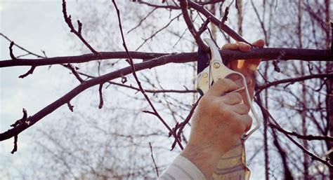 Le Gui Une Menace Réelle Pour Nos Arbres 34 Big Arbre