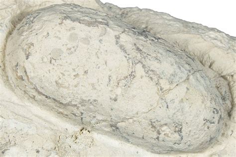 2 25 Eocene Fossil Crocodile Egg Bouxwiller France 293161 For