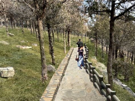 济南生态绿化项目美丽绿道建设特色道路绿化行道树品质提升篇