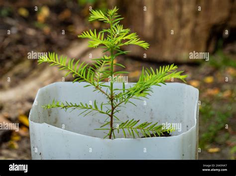 Sequoia Sempervirens Young Coastal Redwood Tree Growing In A Pot Stock