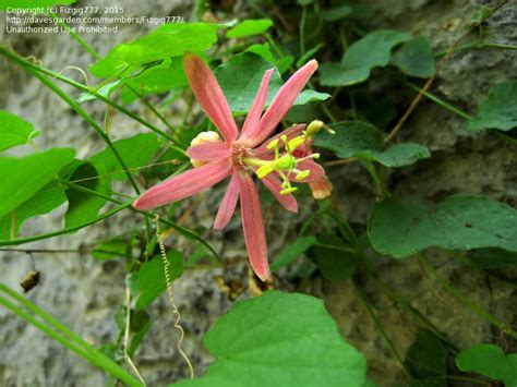 Plantfiles Pictures Passiflora Species Leafy Passion Flower Passion Vine Passiflora