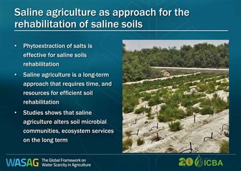 Learned Lessons From Saline Soil Management And Saline Agriculture