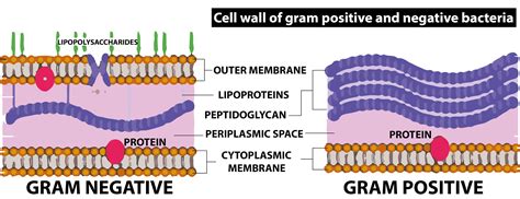 Gram Negative Bacterial Cell Wall Diagram