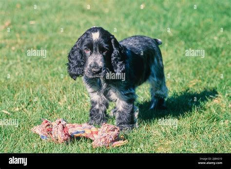 A Blue Roan English Cocker Spaniel Puppy Standing Over A Rope Toy In A