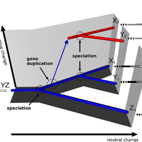 Illustration Of A Gene Duplication Event Followed By Download