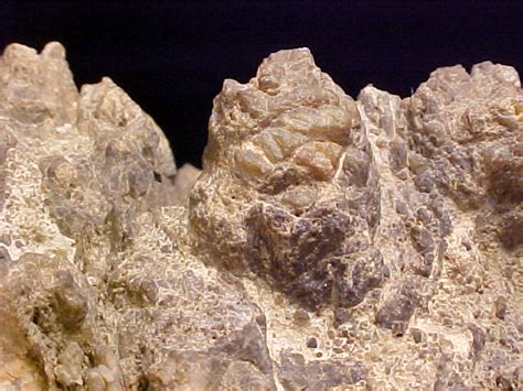 Cycad Fossil