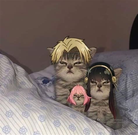 Cat Anya Anime Kitten Anime Cat Cute Cats