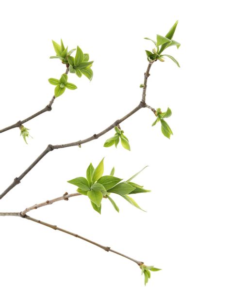 Spring Leaf Buds Still Mary Jo Hoffman Mary Jo Hoffman Green