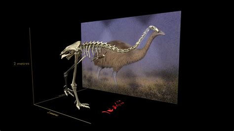 Moa Nunui South Island Giant Moa 3d Model By Auckland Museum Aucklandmuseum C83ef41