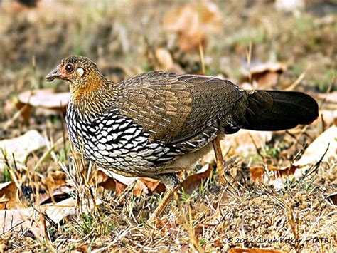 Gallus Sonneratii Gallina Castellana Negra