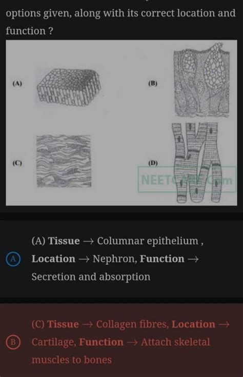 A Location → Nephron Function → Secretion And Absorption Filo