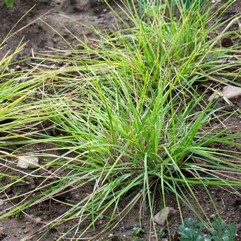 Sesleria Caerulea White Flower Farm