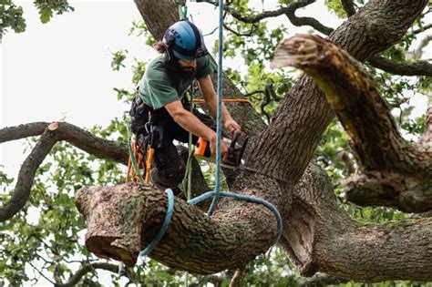US Seniors How To Find Cheap Tree Removal Service Near You Topchoicespost