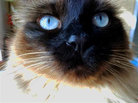 Создать мем кошка сиамский рэгдолл красивая сиамская кошка Картинки Meme