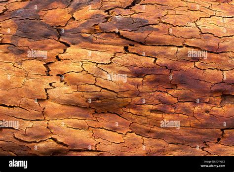 Beautiful Colours And Patterns On Tree Bark After A Bush Fire Wollemi National Park NSW