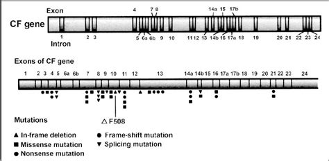 Cystic Fibrosis Transmembrane Conductance Regulator Gene Mutation