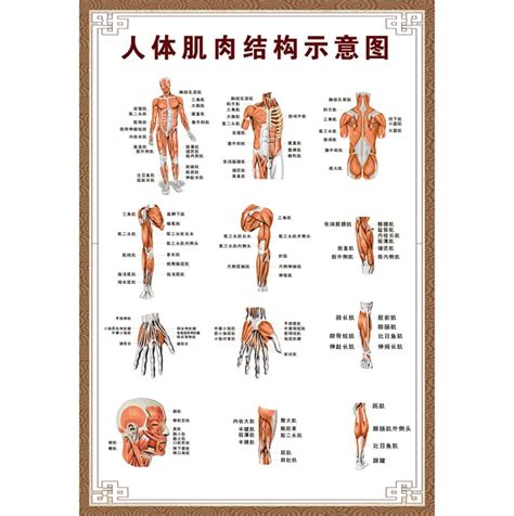 人体肌肉结构示意图 人体骨骼大挂图 人体器官解剖图示意图海报 花瓣网