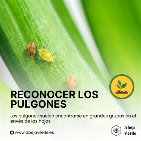 Plagas Y Enfermedades Del Rosal Identificarlas Y Tratarlas Abeja Verde