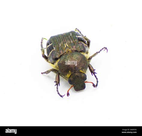 Bee Like Insect Flower Cut Out Stock Images And Pictures Alamy