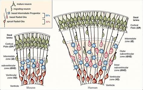 Small Mutation Contributed To Evolution Of Bi Eurekalert