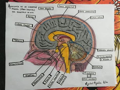Mapa Mental Neuro Neurofisiologia Images And Photos Finder
