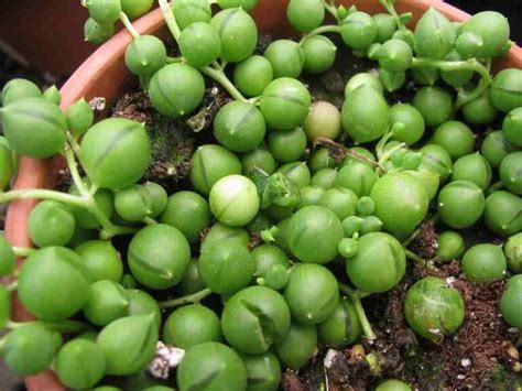 How Often Should You Water String Of Pearls Homestead Gardener
