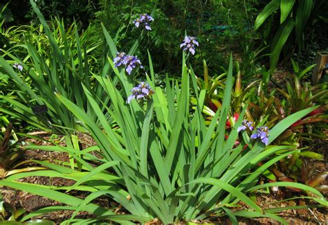 Íris Azul Ou Falso Íris Neomarica Caerulea Rebrotar Plantas