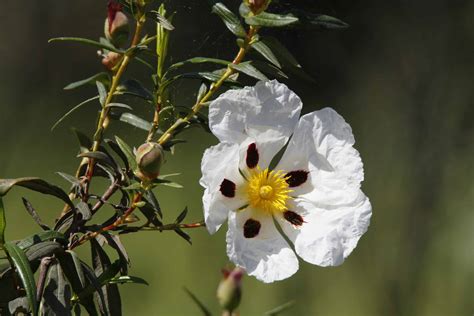 Labdanum Paragon Cordial