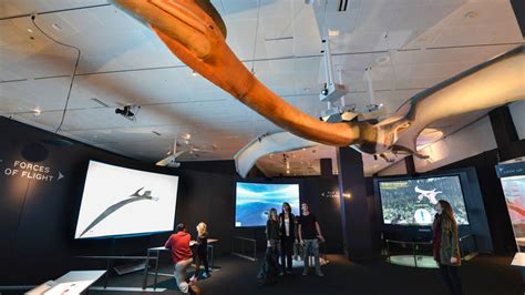 Pterosaurs Flight In The Age Of Dinosaurs Things To Do In Miami