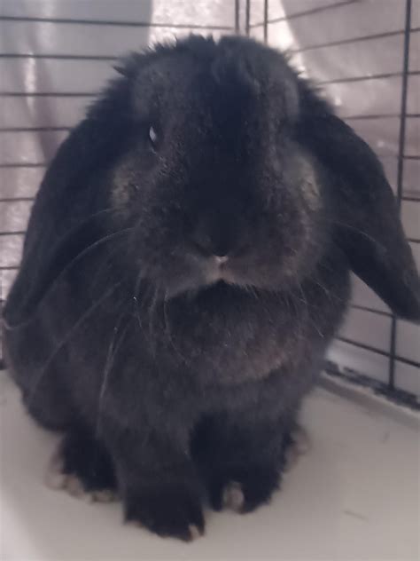 What Is She Thinking Rrabbits