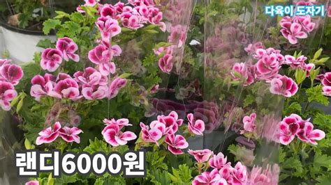 남사 화훼단지 화훼집하장 공기정화식물 이름과가격 엘레강스 수국 보로니아피나타 랜디제라늄 긴기아남 베고니아 후리지아 안개꽃 석죽