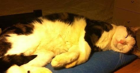 My Derpy Cat R Catpictures