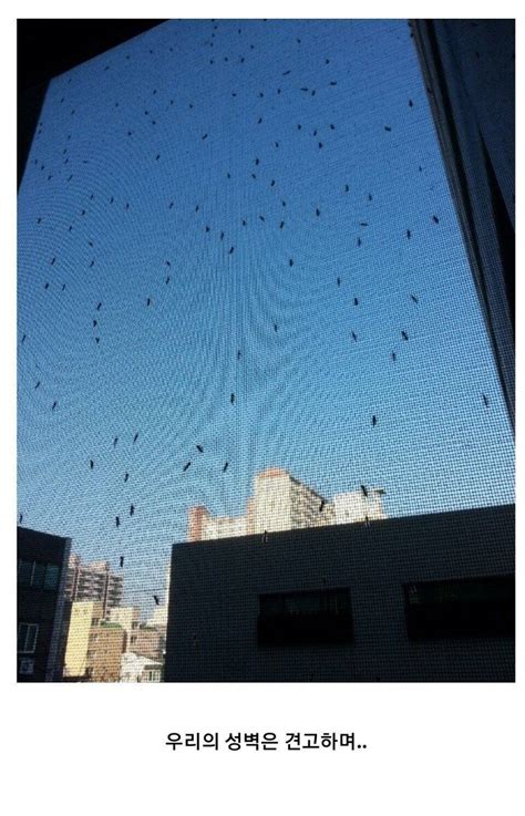 대성전을 선포하는 모기갤러리 인스티즈 Instiz 이슈 카테고리