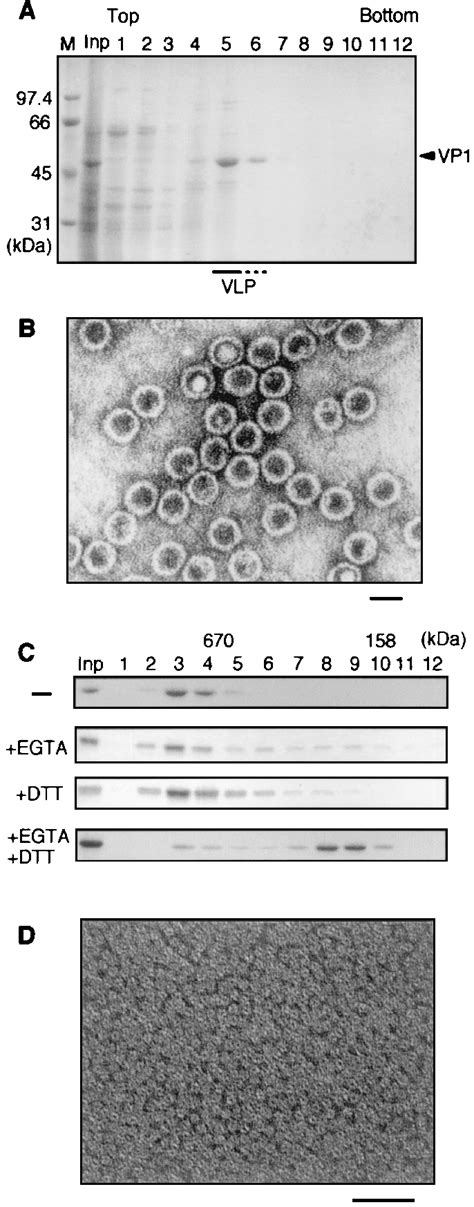 Purification Of Wild Type Vlps And Their Dissociation To Vp1 Pentamers