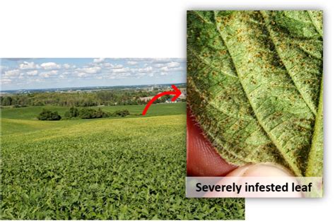 Spider Mites In Soybeans And Edible Beans In Ontario Fmc Ag Ca