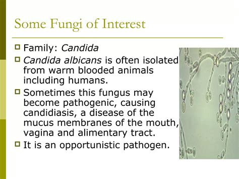 Fungi Molds And Yeasts Ppt