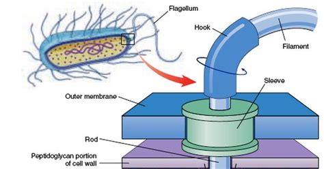 Flagella Diagram