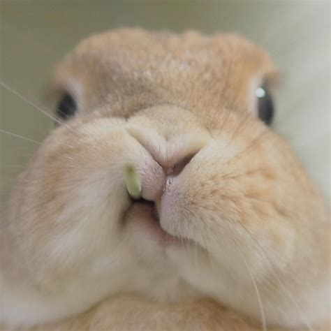 hiromi on Instagram ムニッ うさぎさんって口と鼻の中まで可愛いのね うさぎ ウサギ