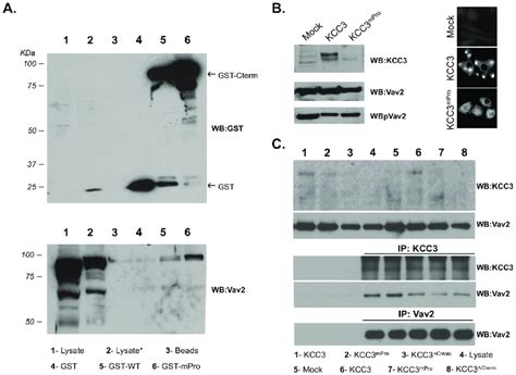 Vav2 Interacts With The C Terminal Domain Of Kcc3 A Vav2