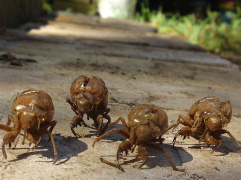 An Army Approaches At Dawn Big Thicket Books