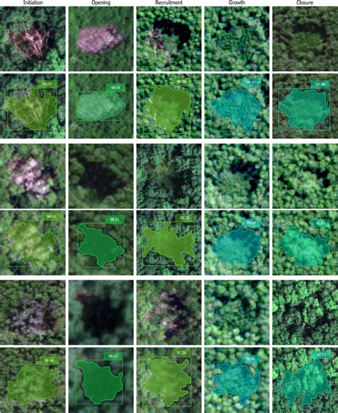 Examples Of Canopy Gaps In Mangroves As Observed By Worldview Imagery Download Scientific