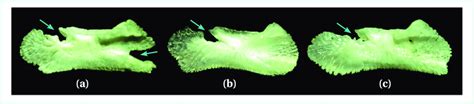 Otolith Morphotypes Morphotype 1 A Morphotype 2 B Morphotype 3