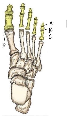 Lower Extremity Radiologic Procedures I Flashcards Quizlet