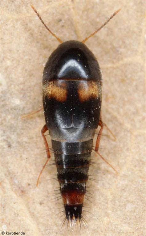 Hexapoda Hexápode Classe Insecta Ordem Coleoptera Hexapoda